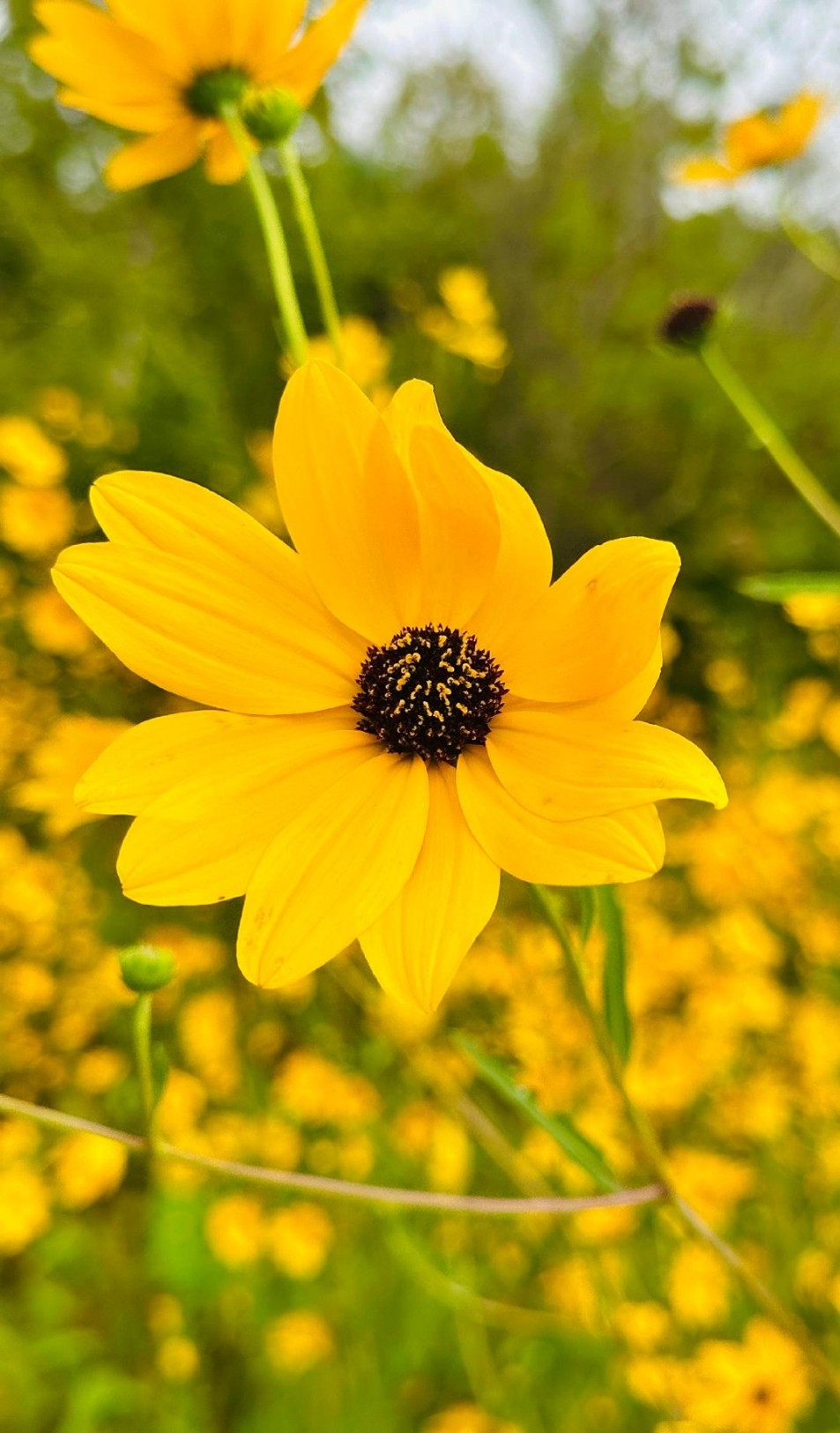 A DIFFERENT KIND OF PILGRIMAGE: FLORIDA’S PEPPER RANCH PRESERVE ...